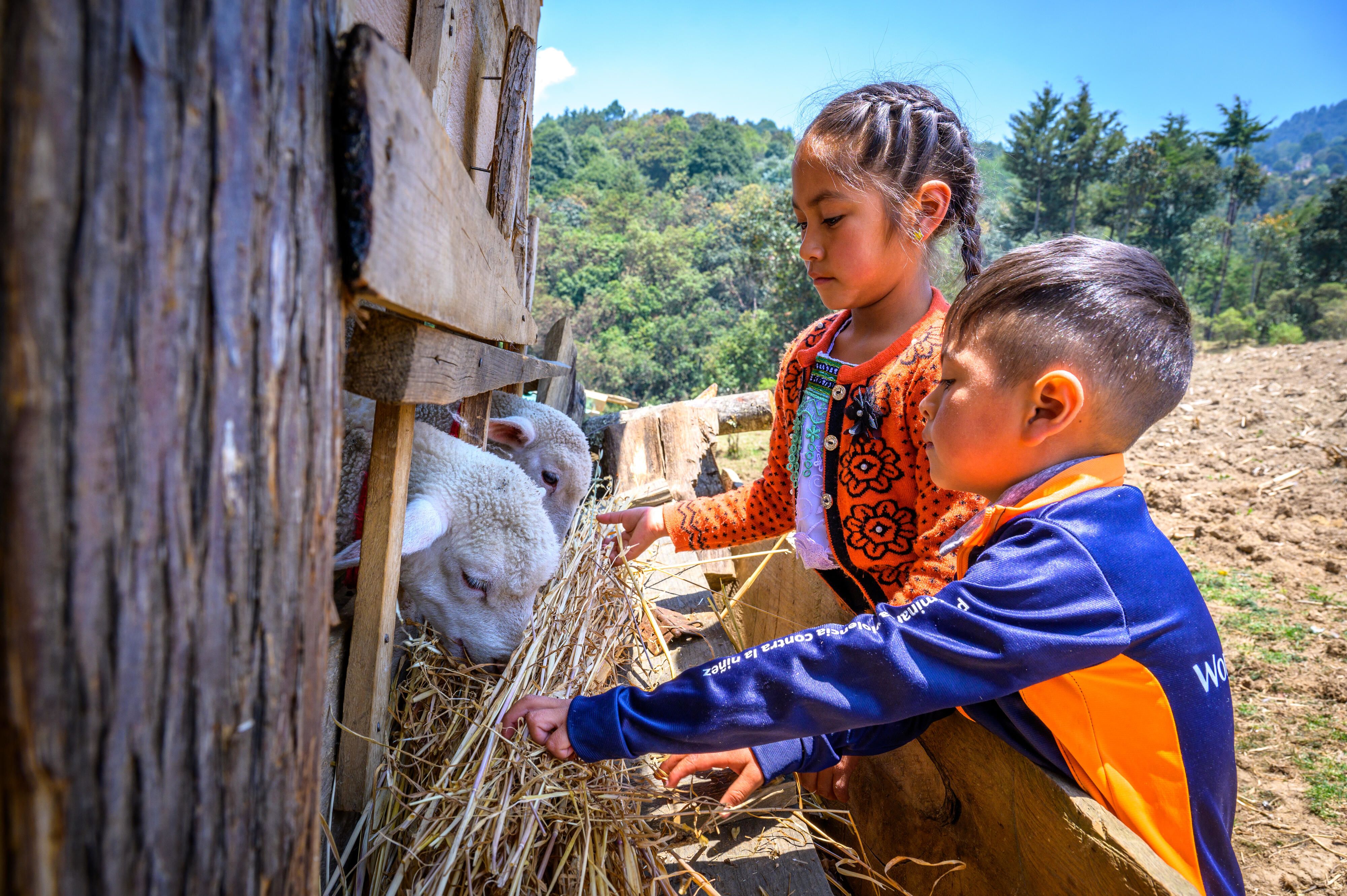 Sheep and sponsorship: A winning combination | World Vision